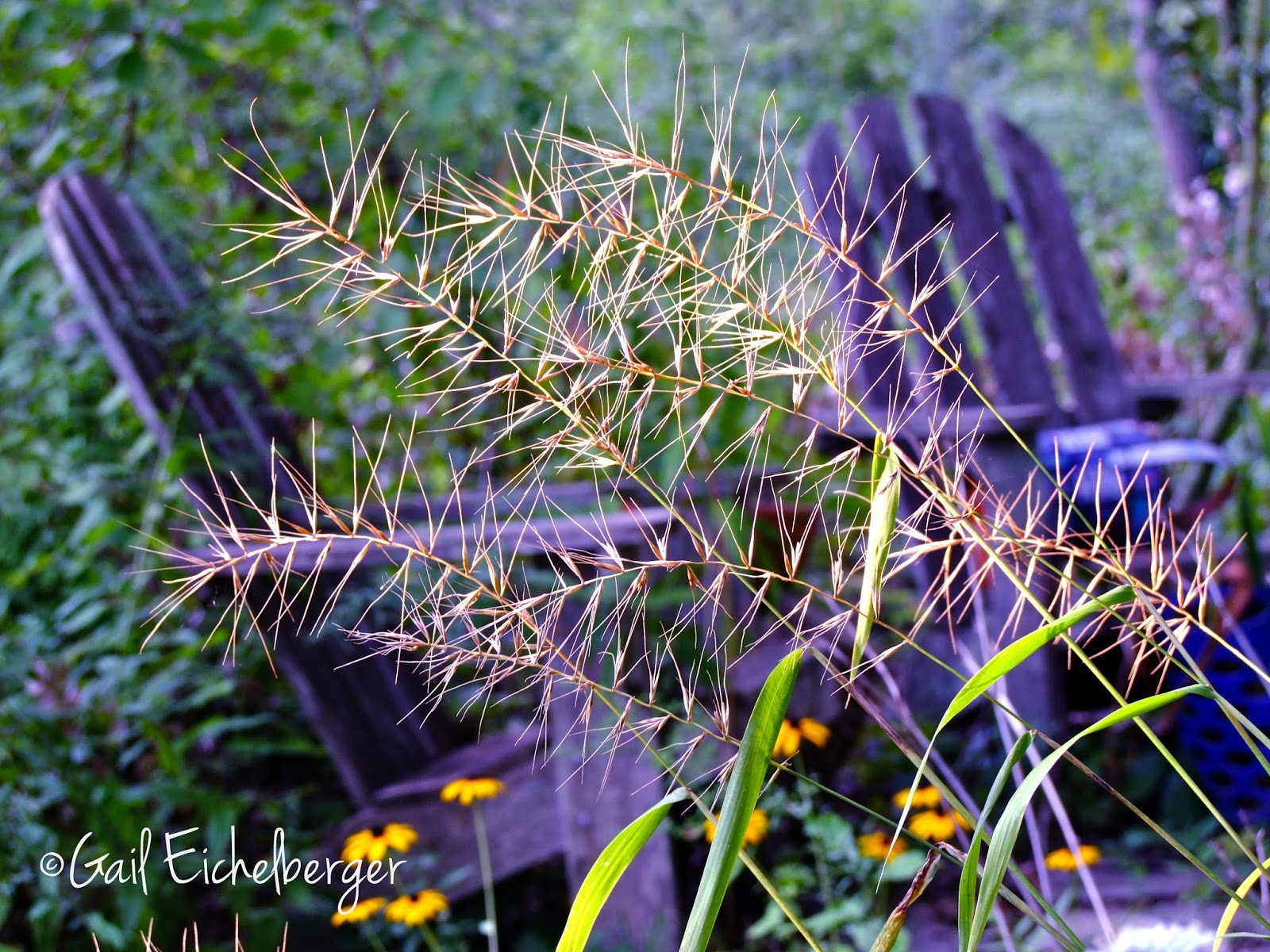 clay and limestone: Wildflower Wednesday: Bottlebrush Grass