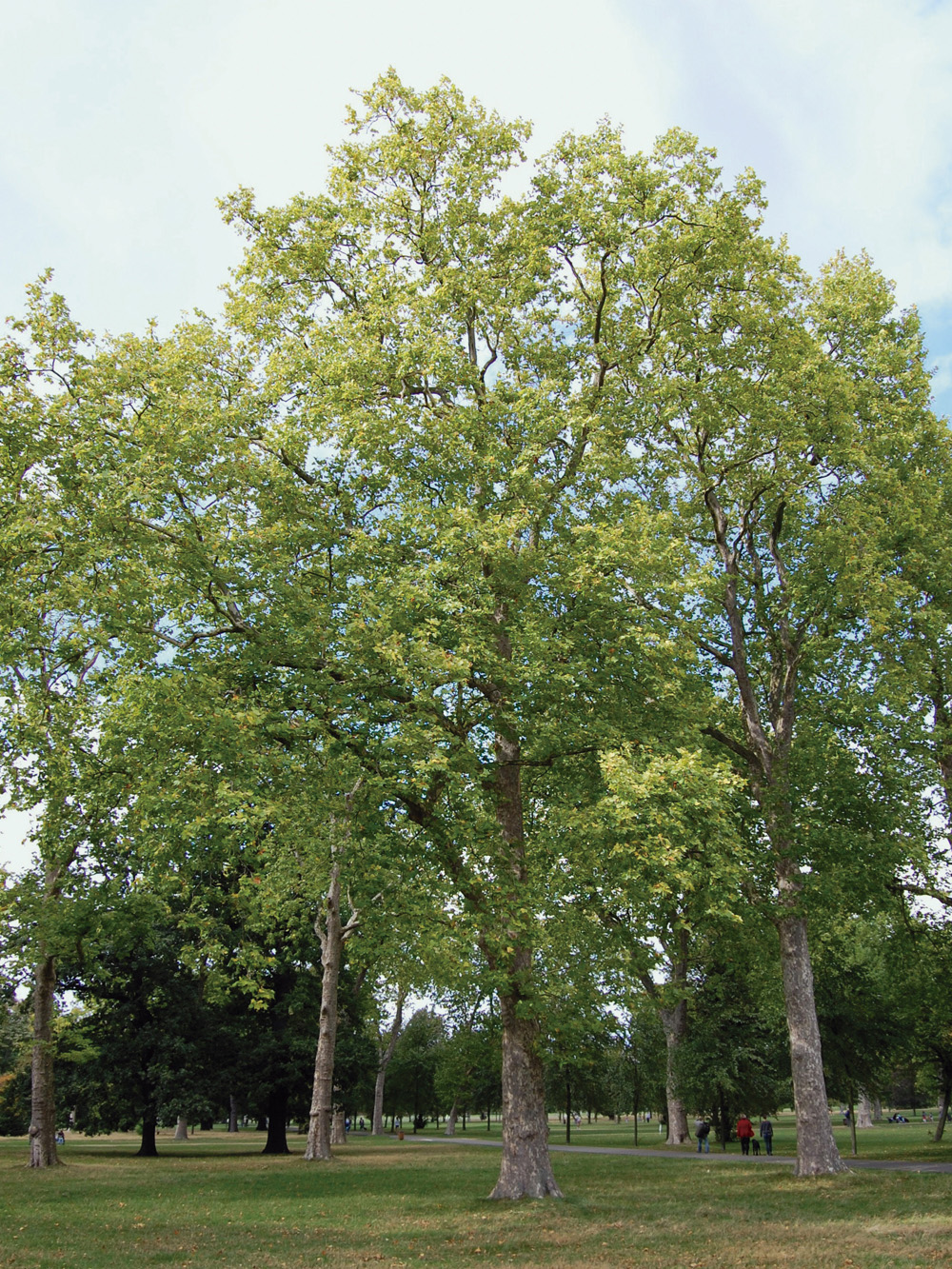 Platanus x acerifolia «plátano» - Id Plantae