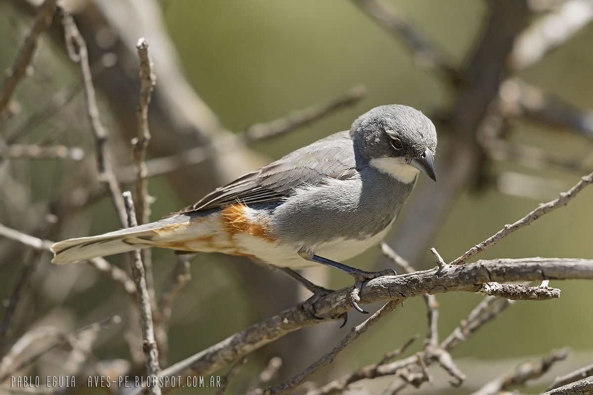 mis fotos de aves: Diuca diuca Diuca Common Diuca-finch