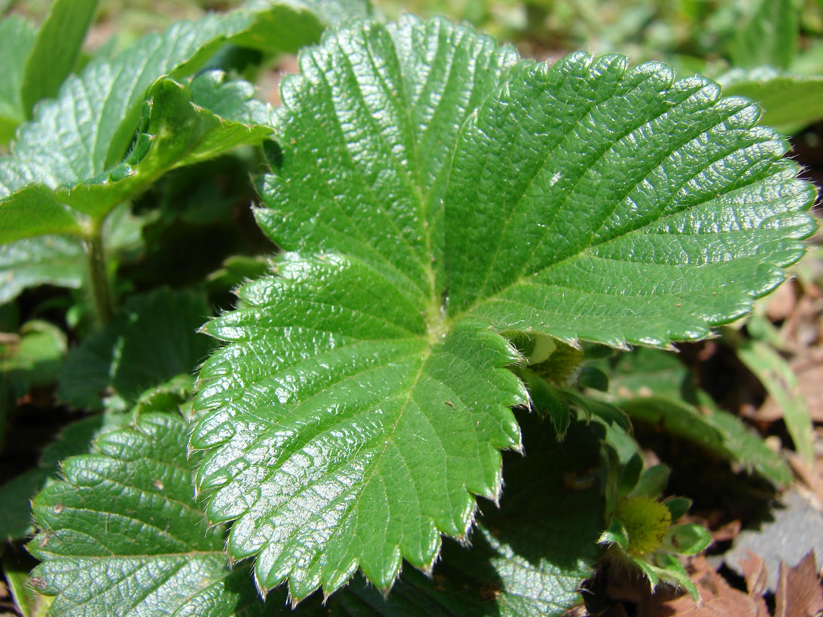 ARTE Y JARDINERÍA : FRESÓN (fresa de jardín). Fragaria x ananassa