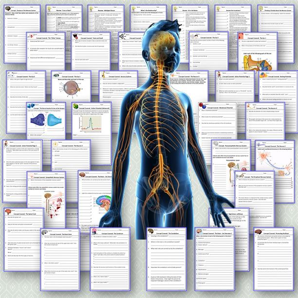 Amy Brown Science: The Nervous System