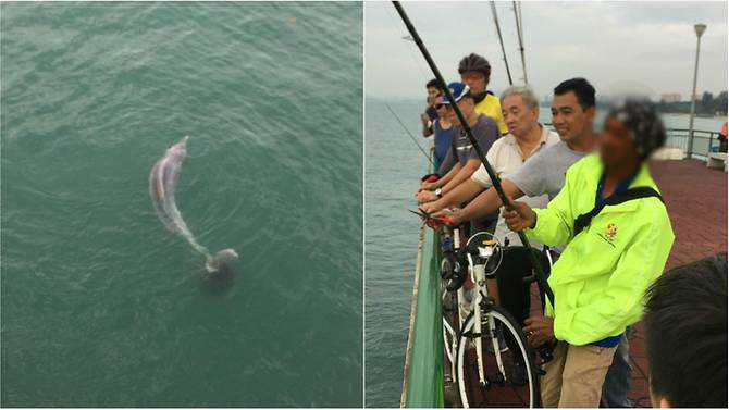 wildsingapore news: Dolphin seen entangled in fishing line at Bedok Jetty