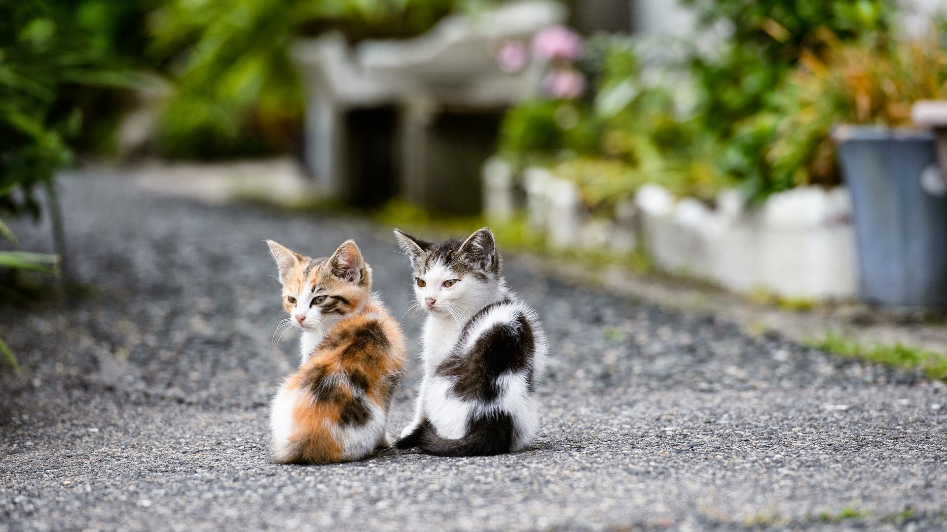 Foto de Hermosos Gatitos | Fotos e Imágenes en FOTOBLOG X