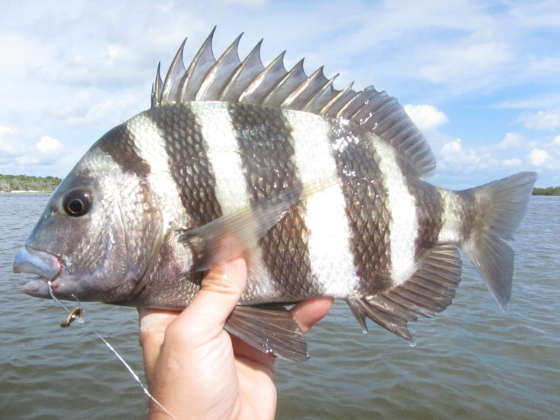Kayak Angling for Big Fish: Fishing Report - Sheepshead 8-19-12