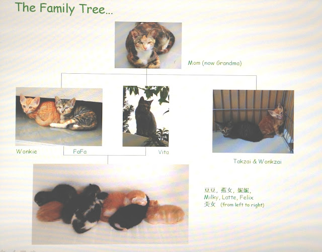 Cat Lovers: The Family Tree...