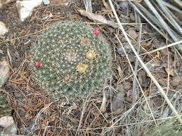Practica de viaje: Jardín botánico Helia Bravo Hollis y Museo del agua