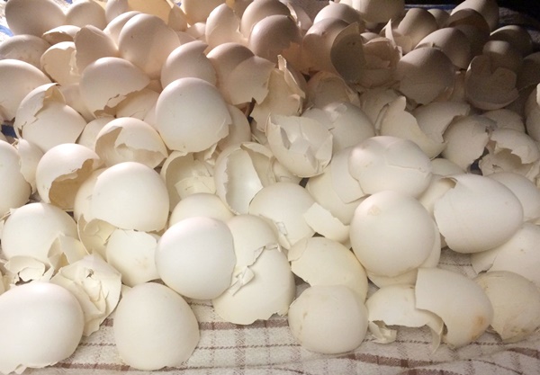 La Bruja Verde: ¿Qué es la cascarilla en hoodoo y santeria? ¿Cómo ...