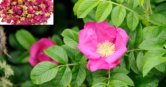 Rose (Meiguihua)-Rosa rugosa-Flos Rosae rugosae