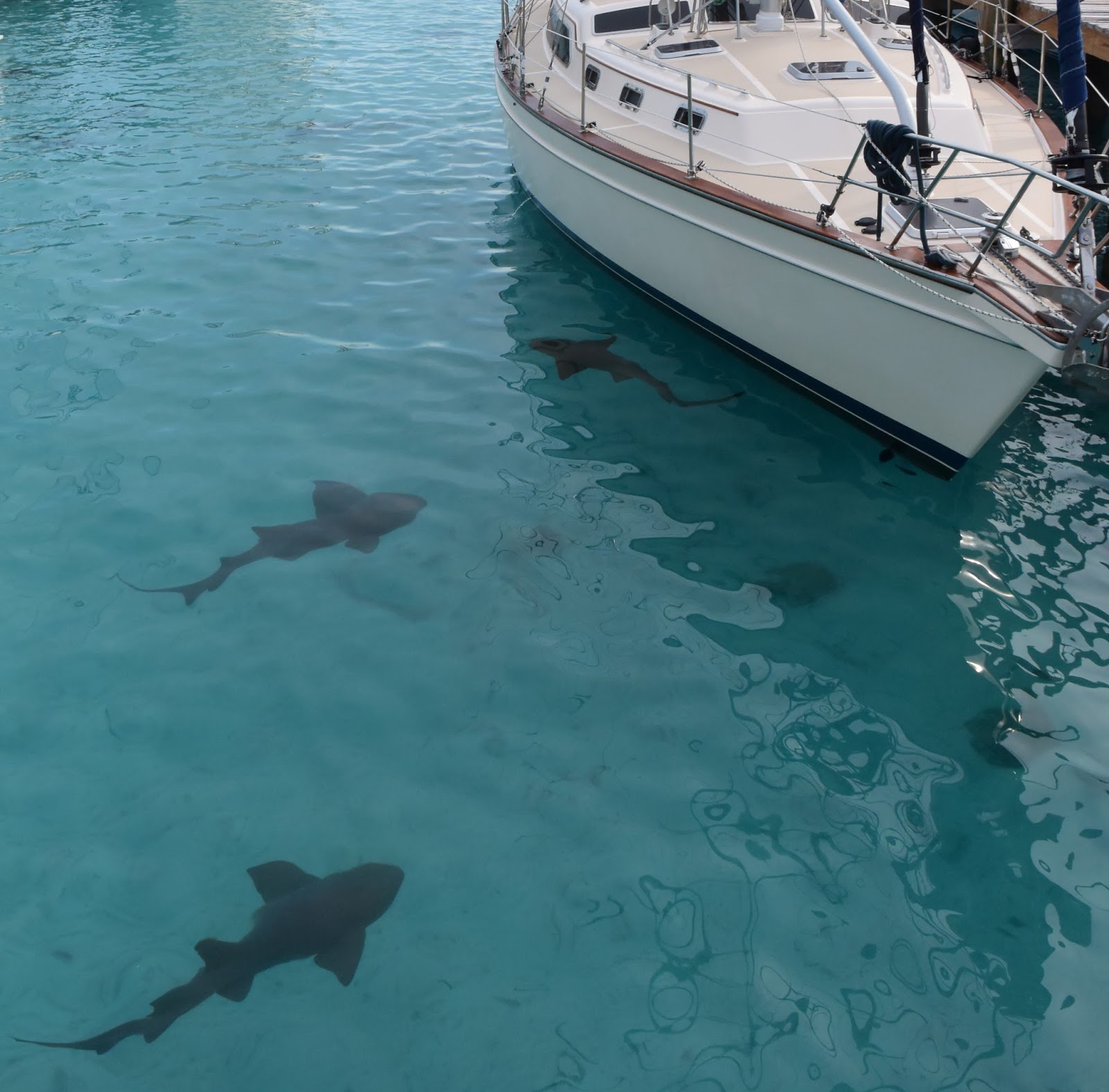 Staniel Cay = Shark Cay