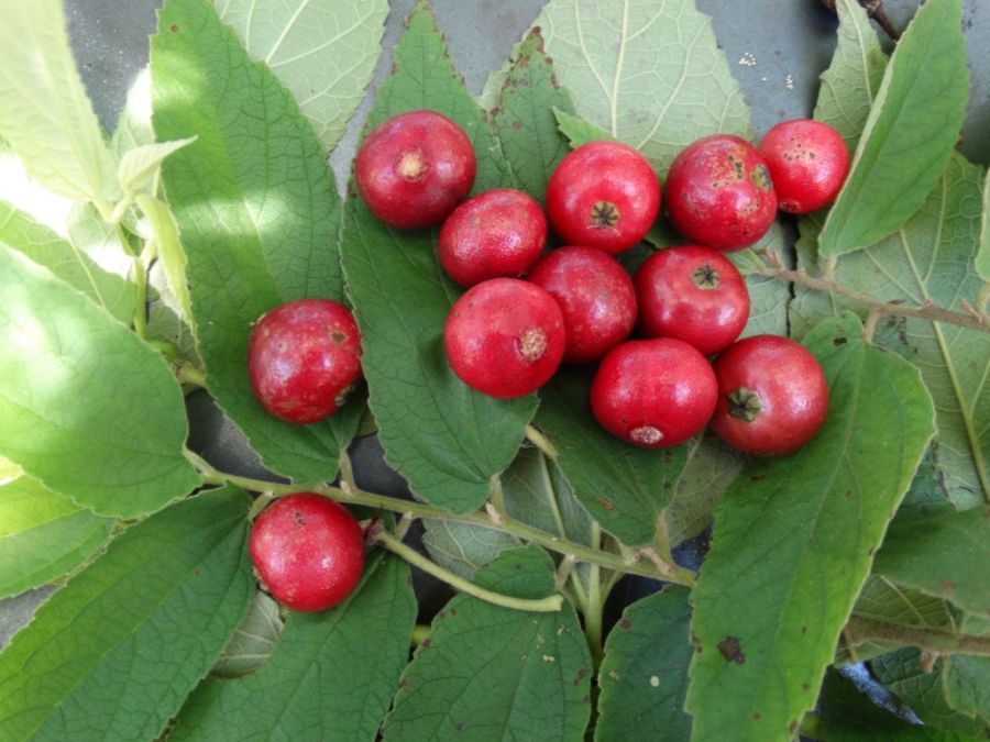 FRUTAS BRASIL: Cultivo da Calabura (Muntingia calabura L.)