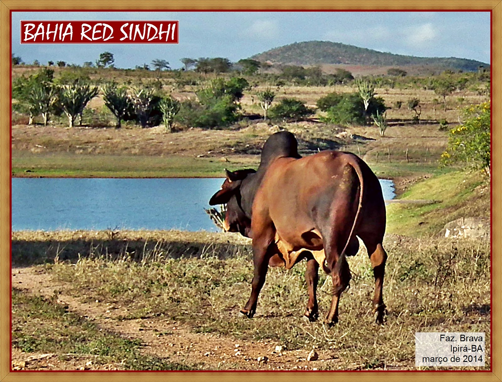 Bahia Red Sindhi: POR QUE SINDI?