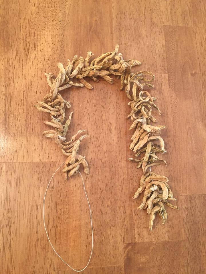 Appalachian Mountain Roots: Have You Ever Eaten Leather Britches?