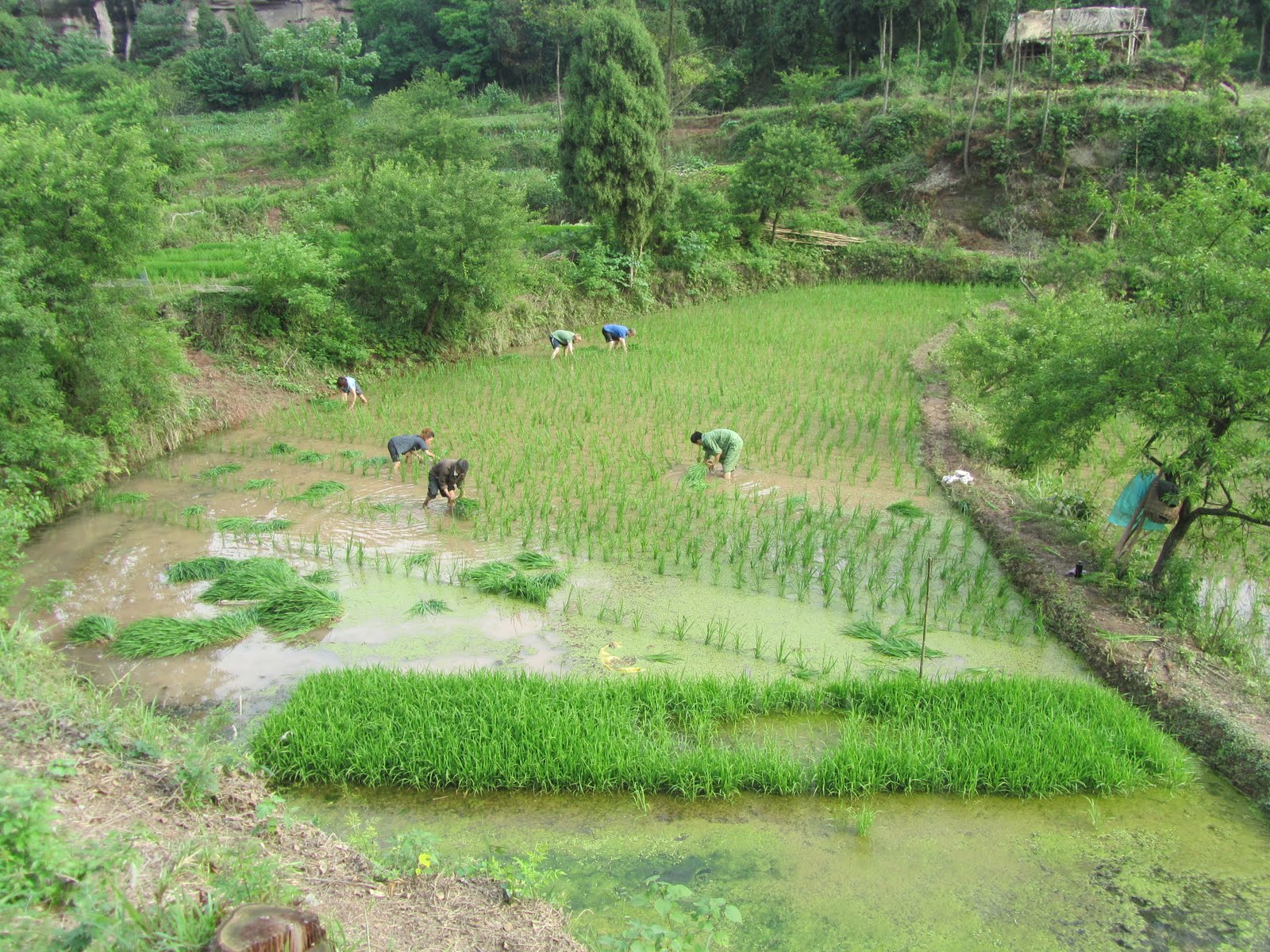 Adventures in China: Rice planting