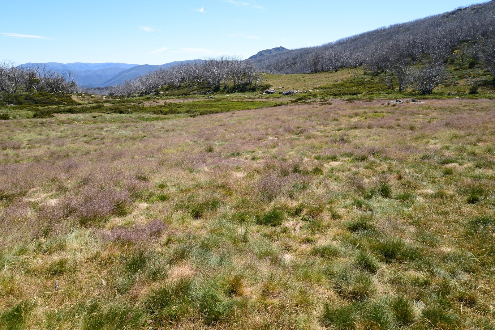 walkabouters club of victoria inc: Pretty Valley - Tawonga Huts - Mount ...