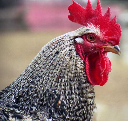 Portal de Poesia - Rodolfo Pamplona Filho: O Cantar do Galo