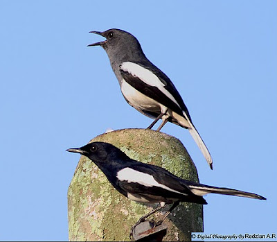 We love Our Bangladesh: Magpie Robin known as Doyel/Doel is the ...