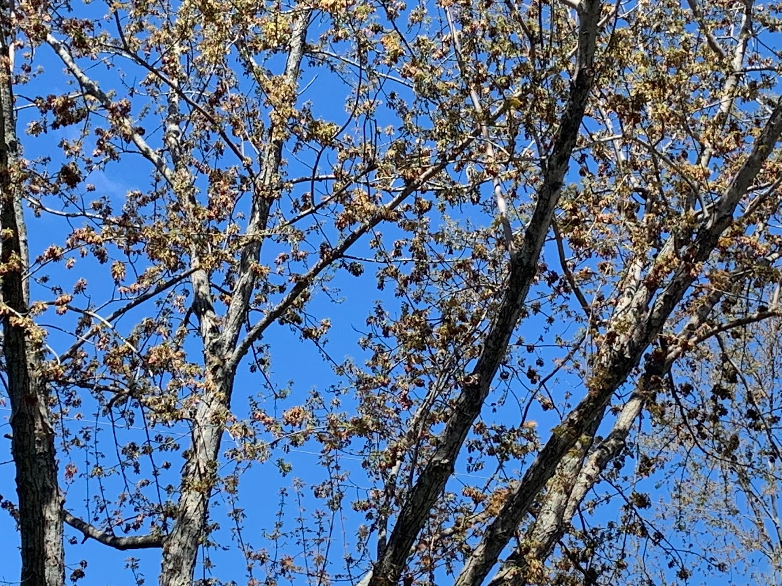 JUST DUCKY!: Garden Thursday