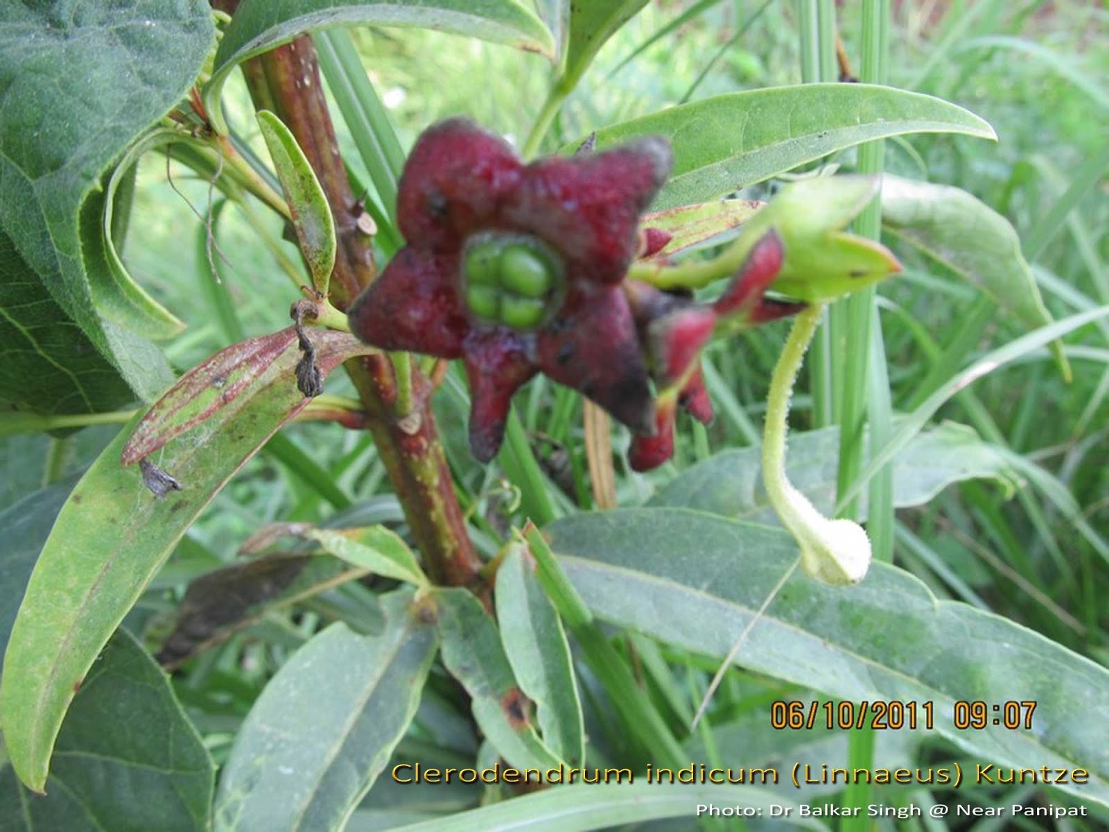 Medicinal Plants: Clerodendrum indicum Turks Turban Tube Flower ...
