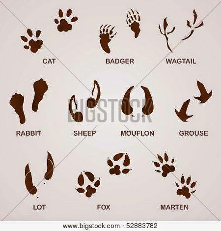 Takshshila Design & Architecture: CEED Entrance Exam - #PugMarks of Animals