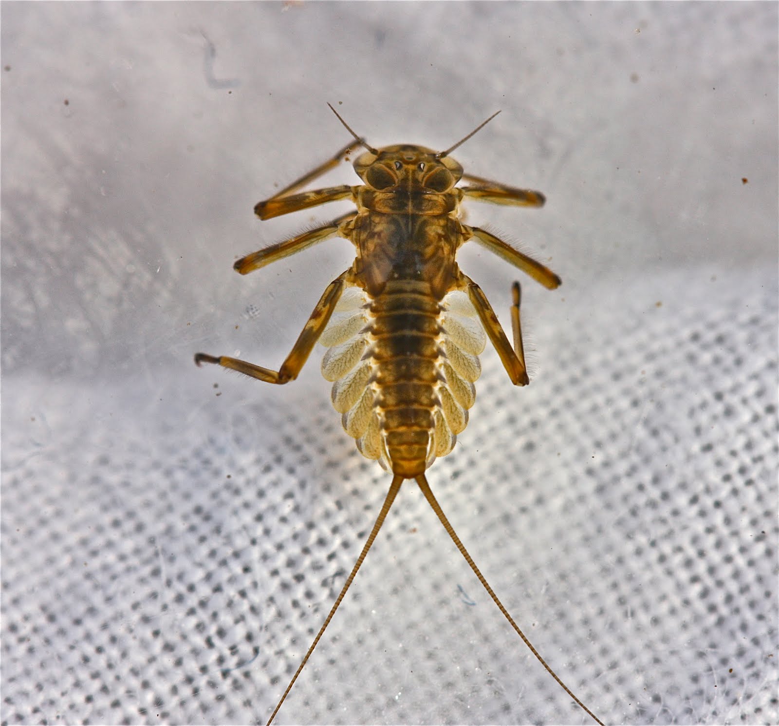 Aquatic Insects of Central Virginia: Flatheaded Mayflies (family ...