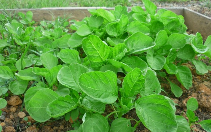 Khasiat dan manfaat daun bayam - Khasiat Daun Alami