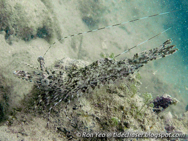 tHE tiDE cHAsER: Prawns (Phylum Arthropoda: Suborder Dendrobranchiata ...