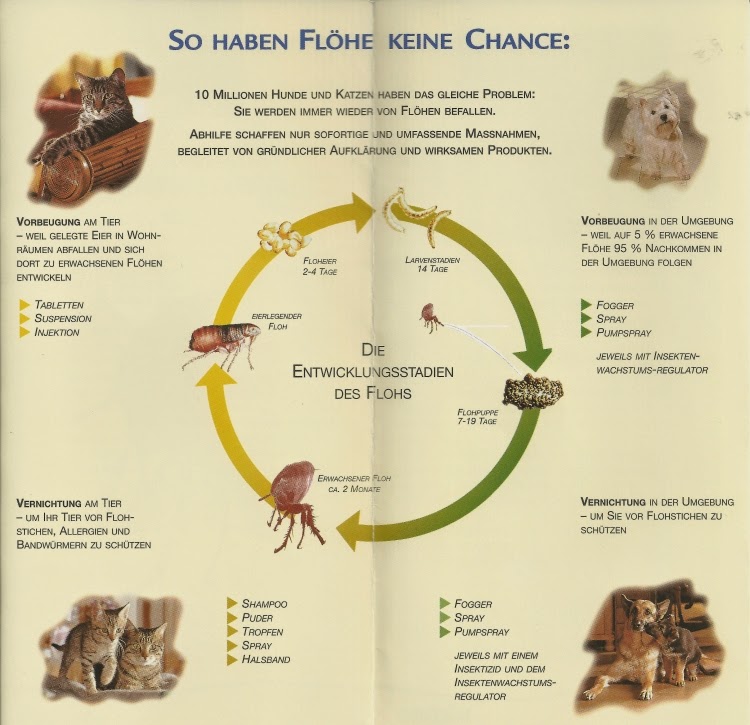 Tierarztpraxis Gusborn - Dr. Reinhard Goy: Hilfe! Flöhe!