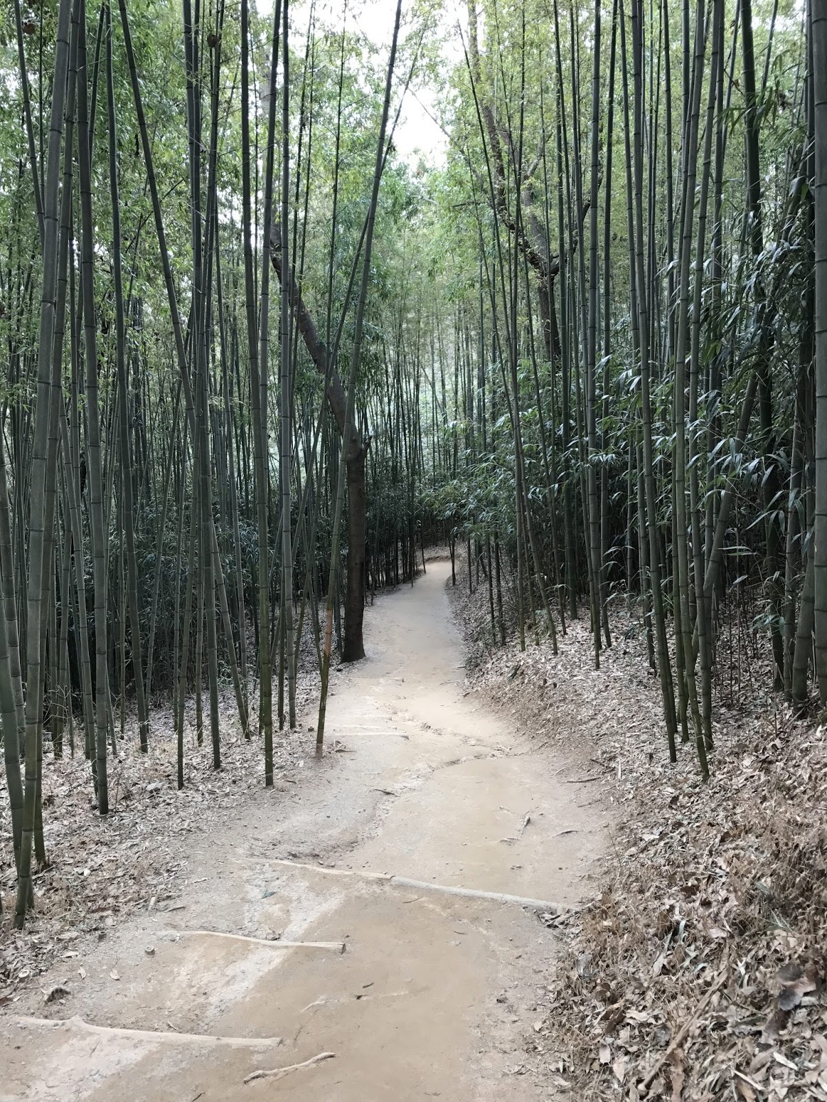 Enjoy Korea with Hui: Juknokwon, a bamboo forest, of Damyang in South Korea