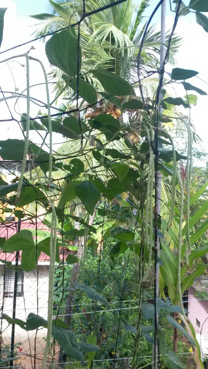Organic micro farm and vegetable terrace garden : Growing Long Bean ...