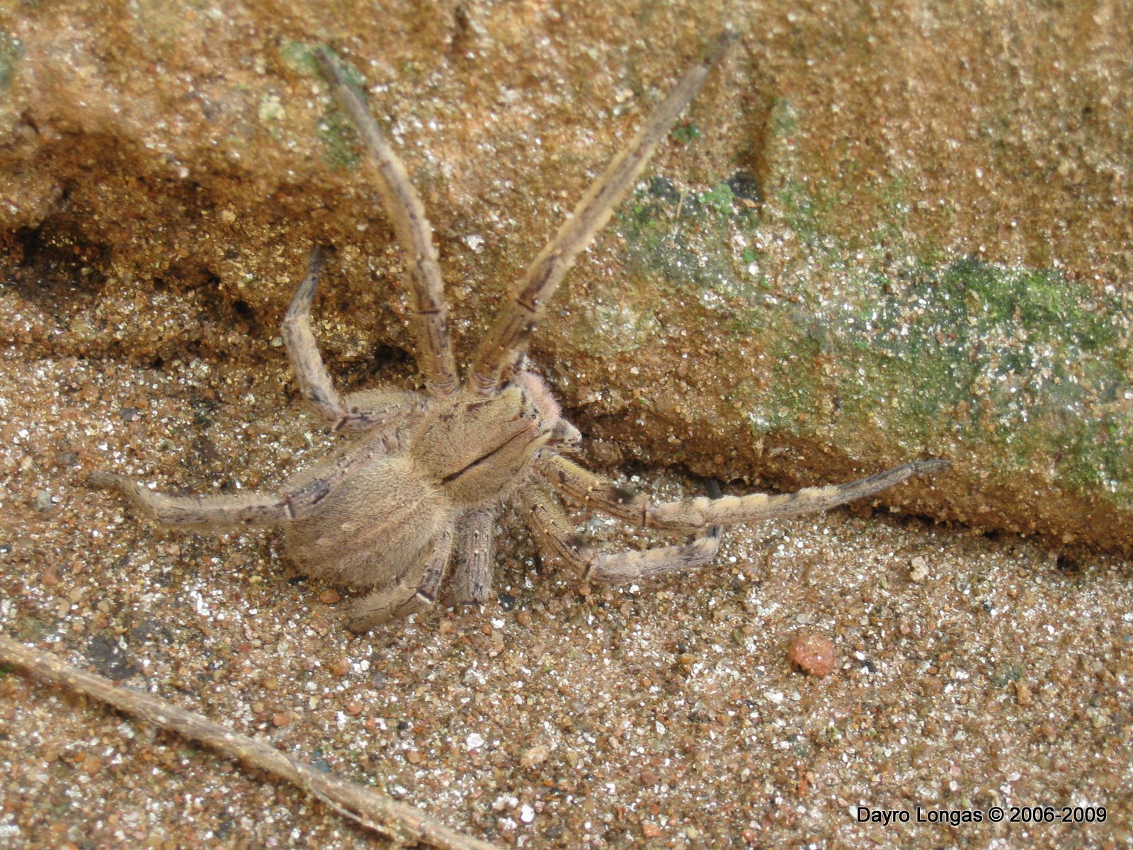Fauna de Colombia - Wildlife Colombia: Spiders of Colombia - Arañas de ...