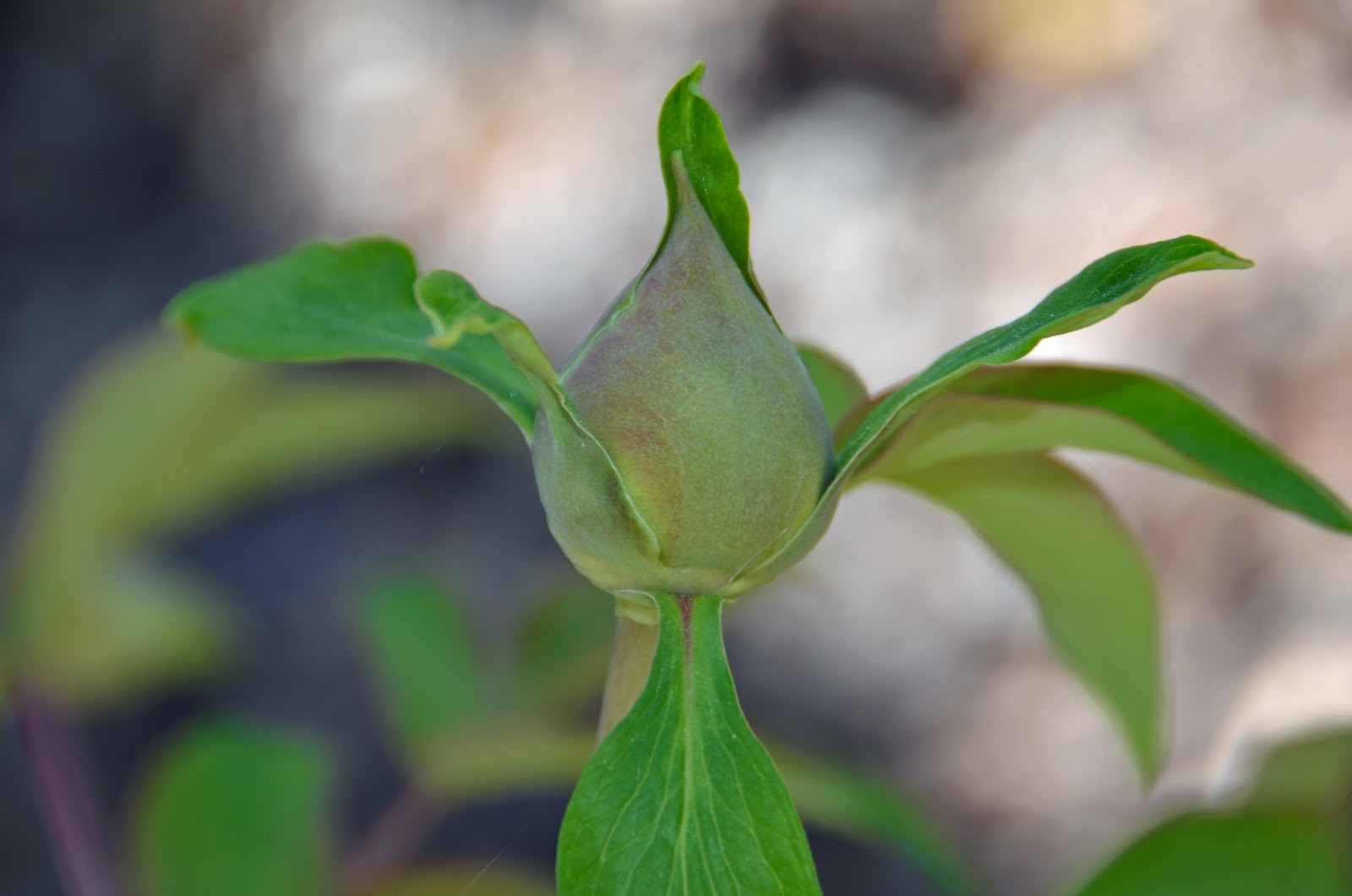 Southern Peony: 2016 Tree Peony Buds