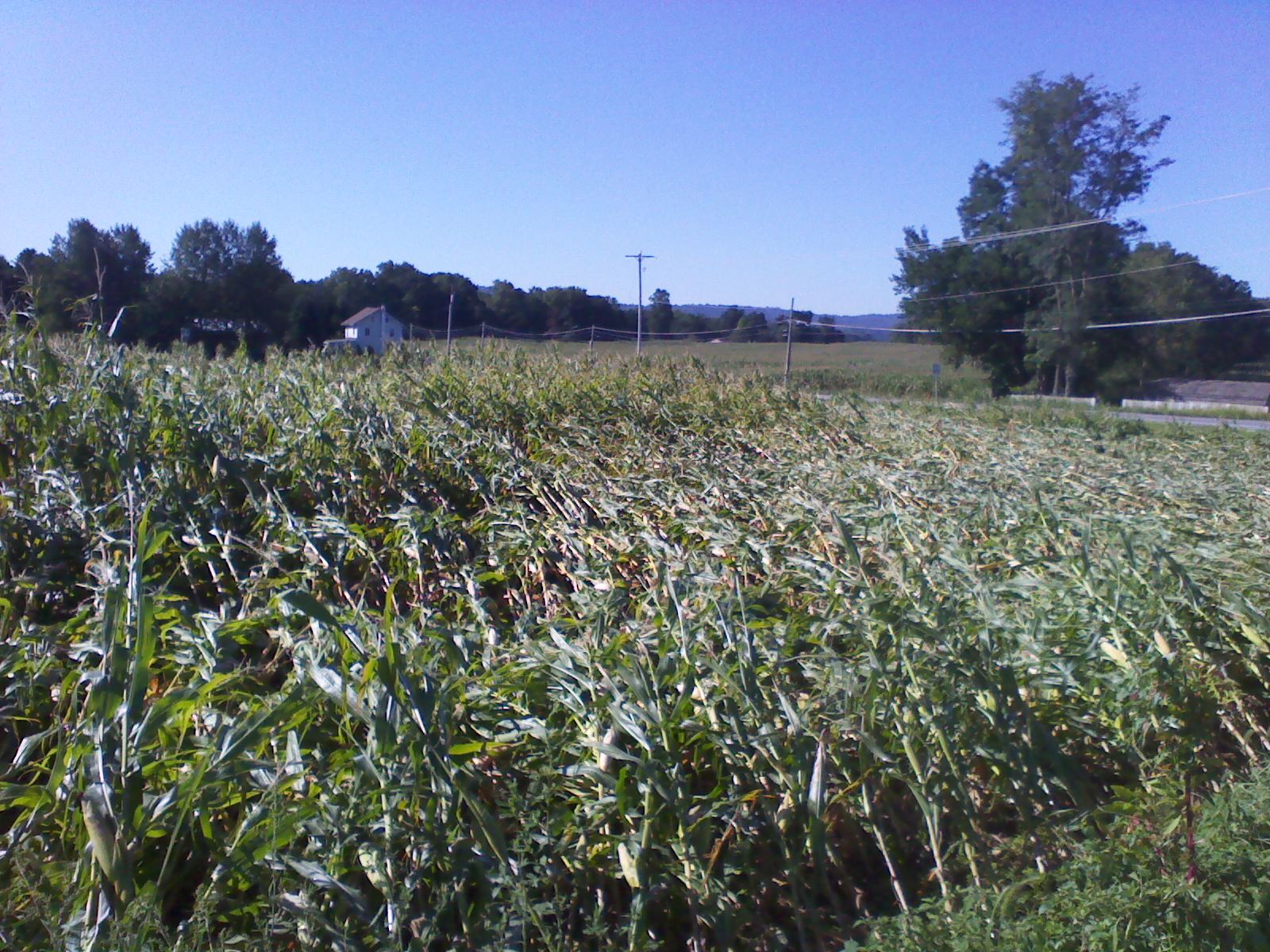 Wind Damaged Corn – Lebanon Crop Management