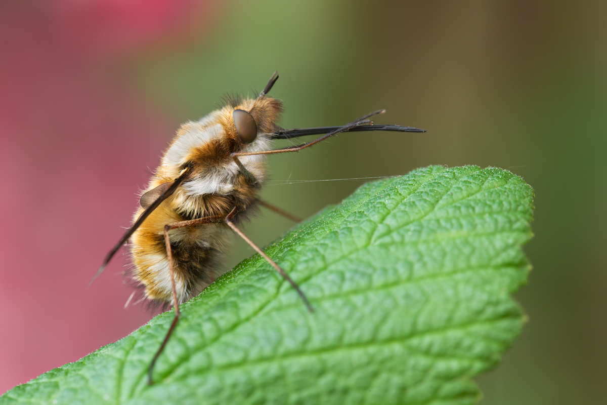 Matt Cole Macro Photography