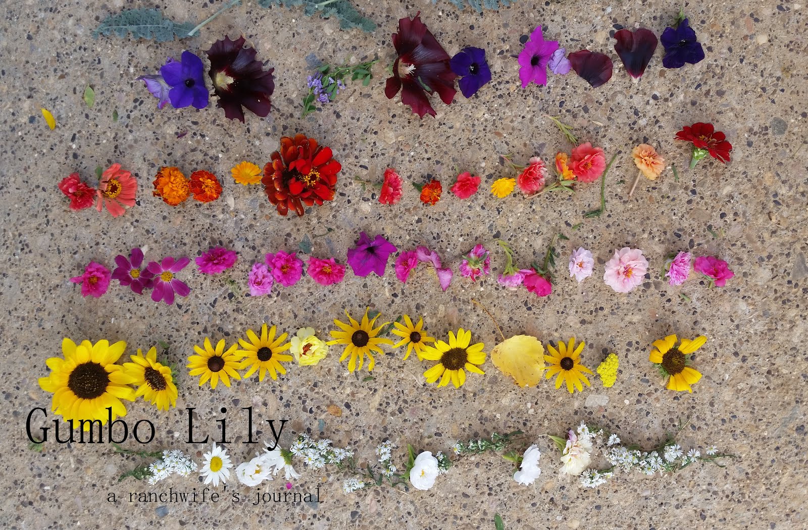 Gumbo Lily: Work and rest...