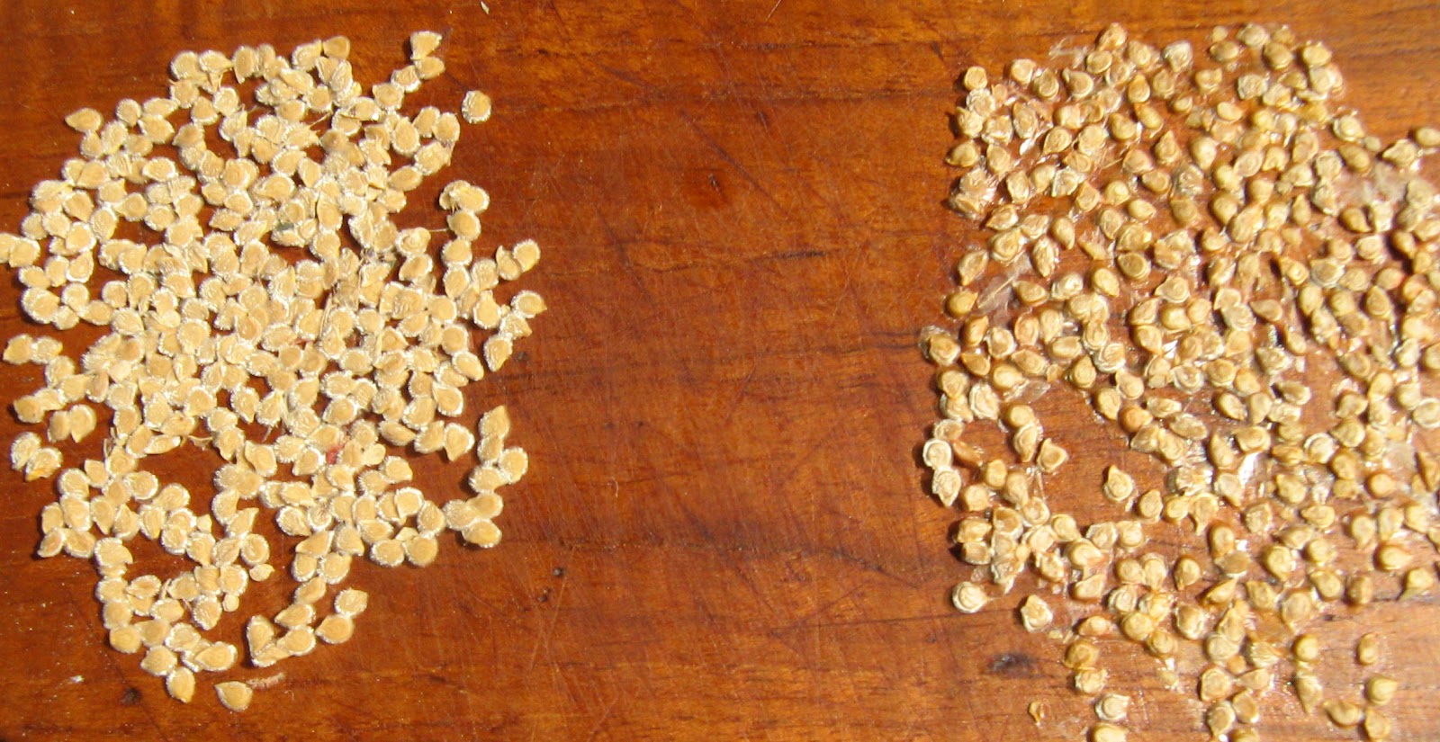 monitorizacion: FERMENTADO SEMILLA DE TOMATE