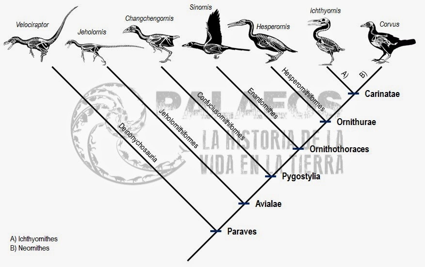 Palaeos, la historia de la Vida en la Tierra: Descubren al ave marina ...