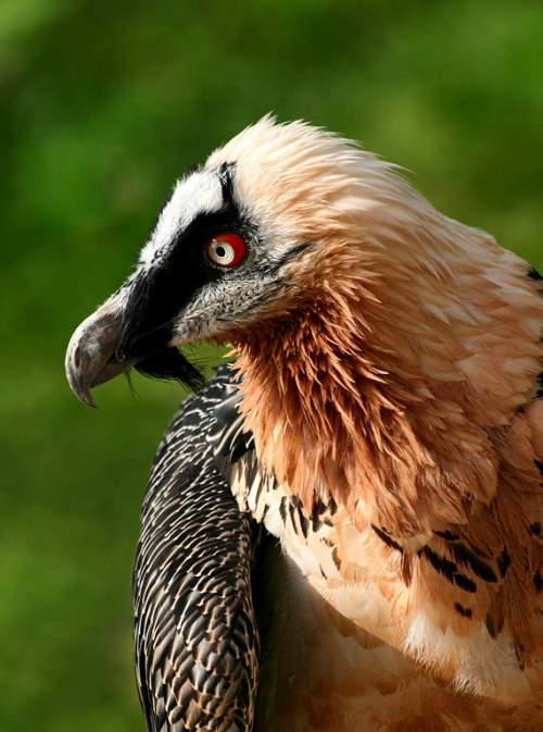 Bearded vulture | Birds of India | Bird World