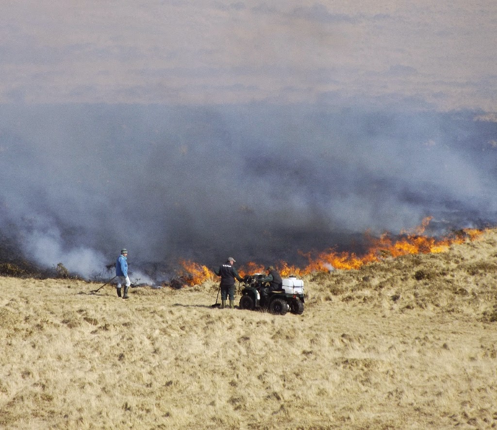 Dartmoor Ramblings: SWAILING