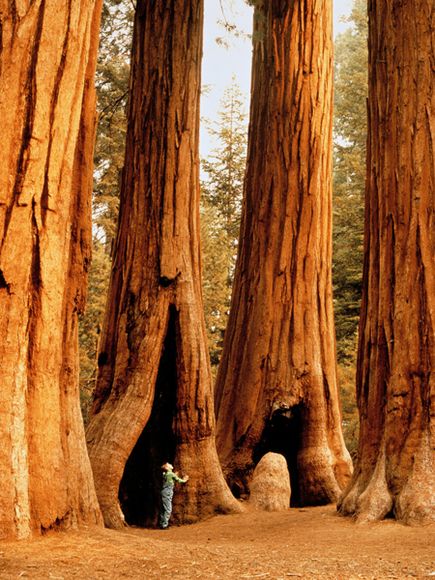 Papoila: Sequoia National Park