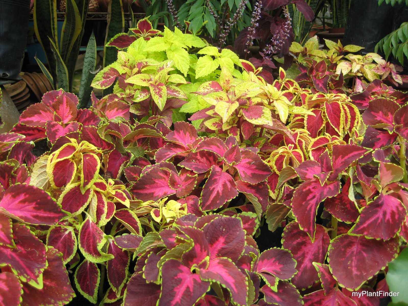 MY PLANT FINDER | Plant Guide: Solenostemon scutellarioides
