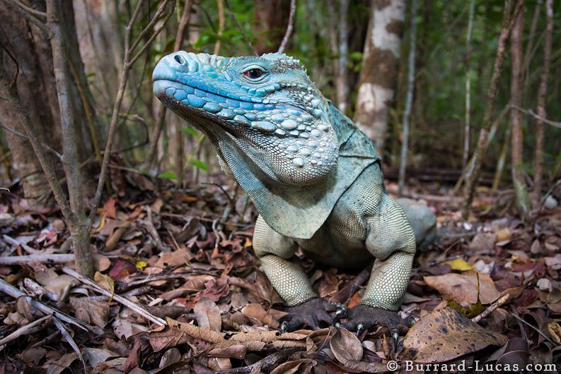 Blue Baby Godzilla? A Portrait of the Rarest Cerulean Iguana | Featured ...