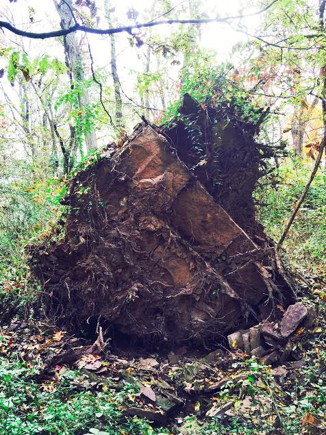 Terrierman's Daily Dose: A Fallen Giant in the Forest