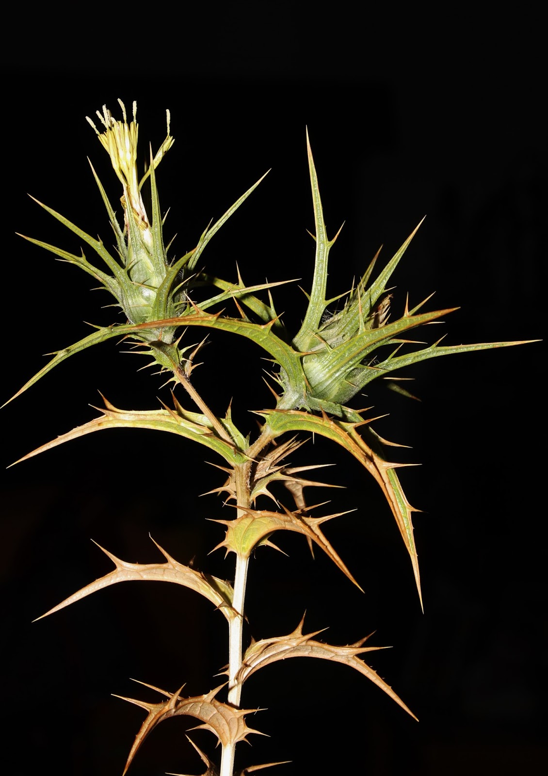 Biodiversity of Cyprus by NGO Protection of the Natural Heritage and ...