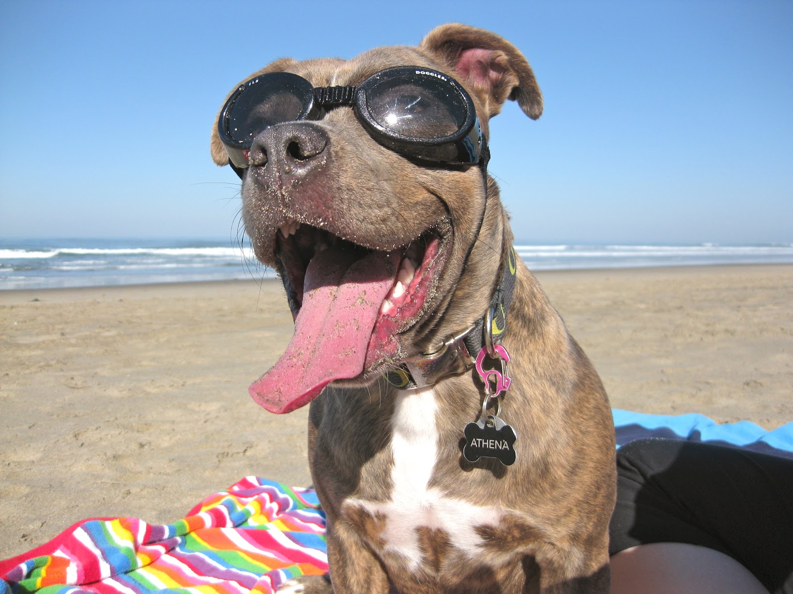 Pitlandia: Love It: Doggles