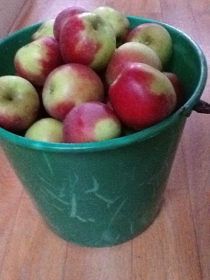 Growing, Cooking, Eating and Sharing: Apples by the bucket!