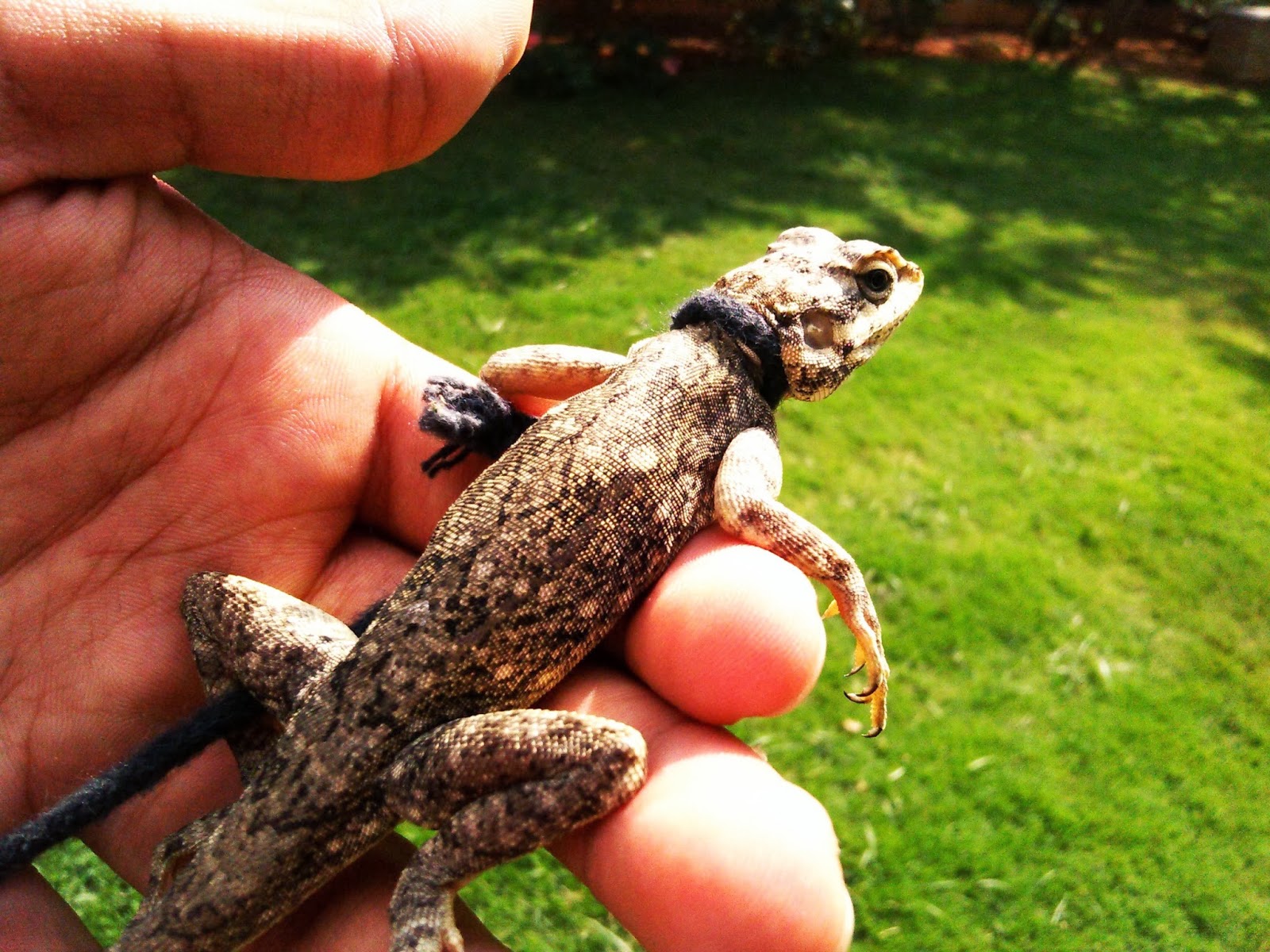 Wildopolis: Common Lizards in Bangalore
