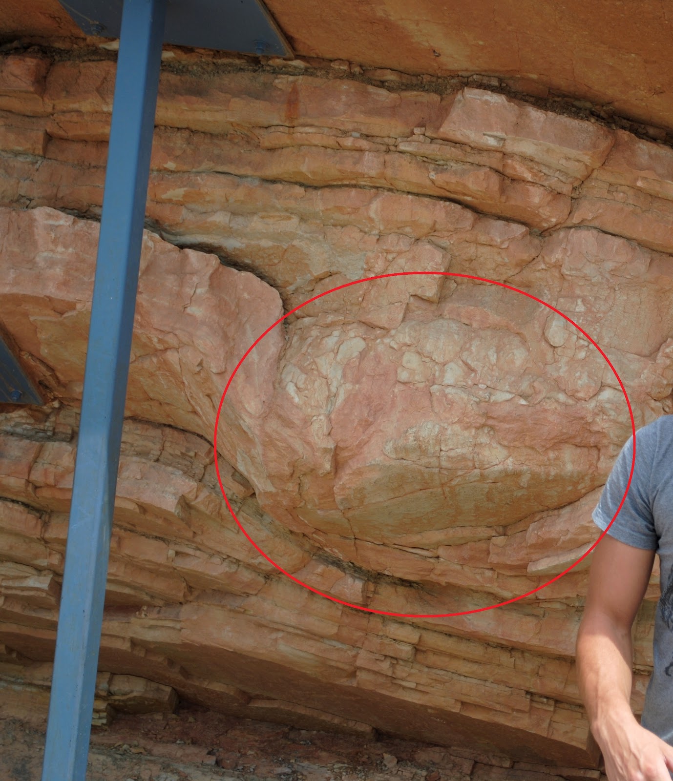 Claire the Armadillo: Dinosaur Ridge