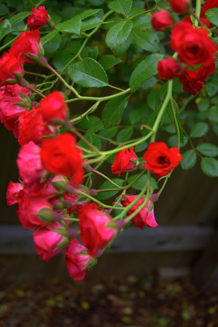 MEADOW LAKE GARDENER: My favorite rose for Middle Tennessee