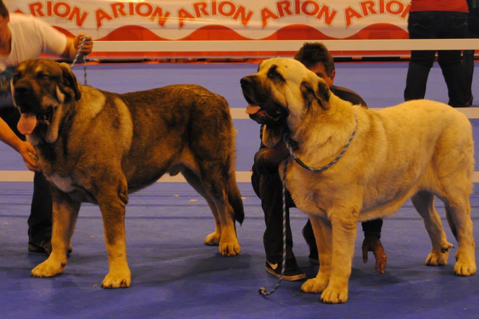Mastines de Cantabria - AMACAN: MASTINES DE LOREDO