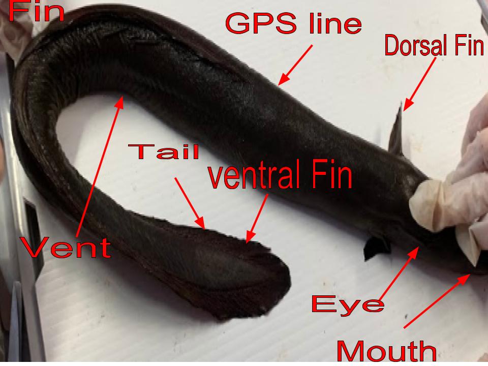 Bella S : Eeling dissection